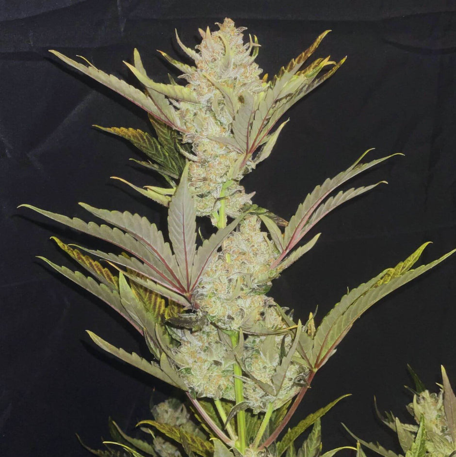 Autoflower Seeds – BrokeStoner